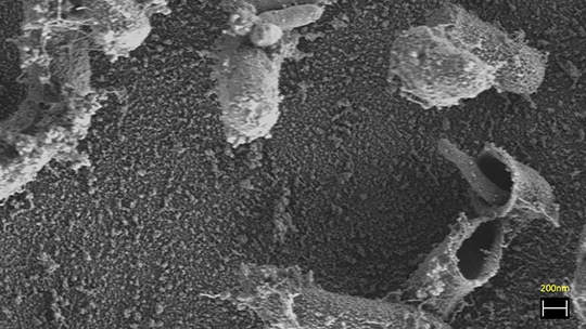 The Forsyth Institute Expands Key Human Microbiome Database