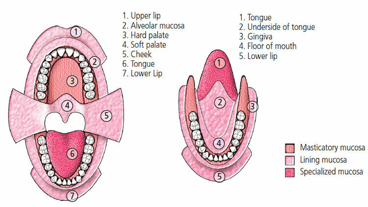The Oral Use of Transmucosal Drug Delivery - Dimensions of Dental Hygiene