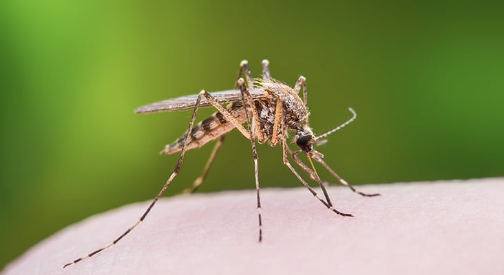 How to Detect the Signs of Zika Virus Infection
