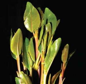 Oral Health Consequences of Khat Use - Dimensions of Dental Hygiene