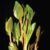 Oral Health Consequences of Khat Use - Dimensions of Dental Hygiene