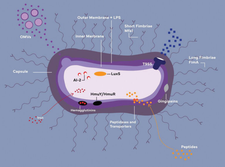 The Pathogenicity of Porphyromonas Gingivalis - Dimensions of Dental ...