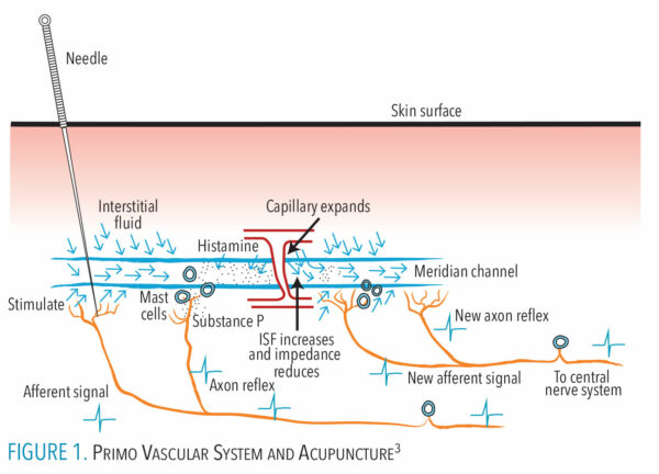 Understanding Tooth Meridians - Dimensions of Dental Hygiene
