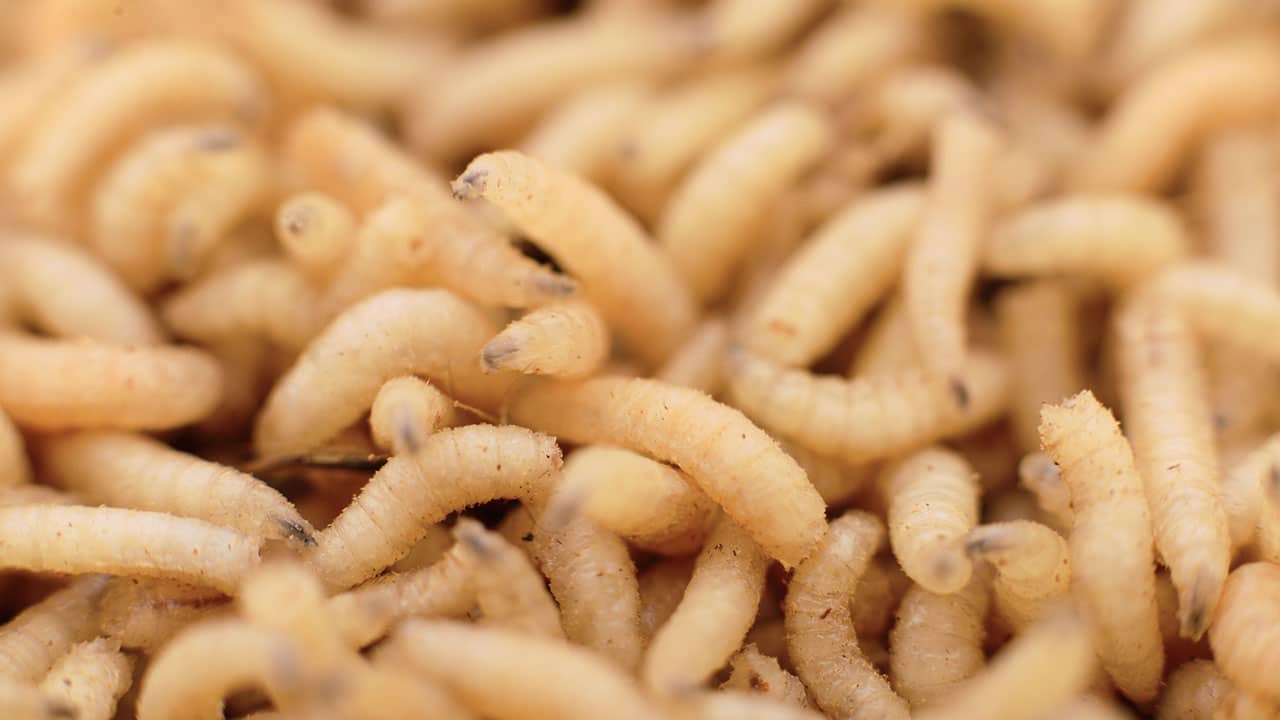 Maggots in the Mouth: The Rare but Hidden Peril of Oral Myiasis ...