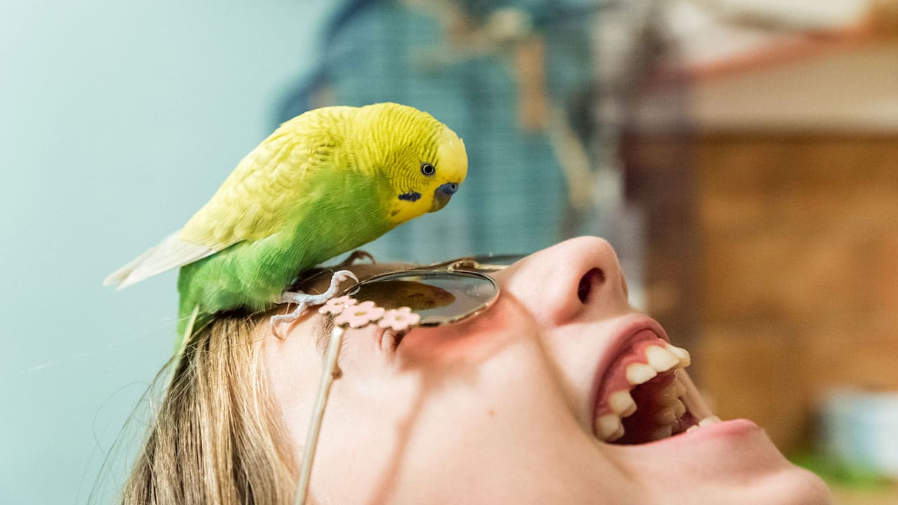 In News of the Weird, A Parrot Extracts a Deciduous Tooth - Dimensions ...