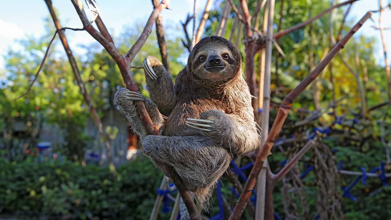 British Sloth Undergoes a Root Canal to Treat Abscesses - Dimensions of ...