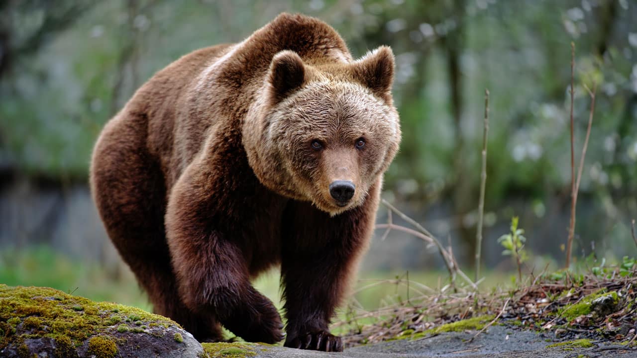 Giant Alaskan Bear Gets a Crown! - Dimensions of Dental Hygiene