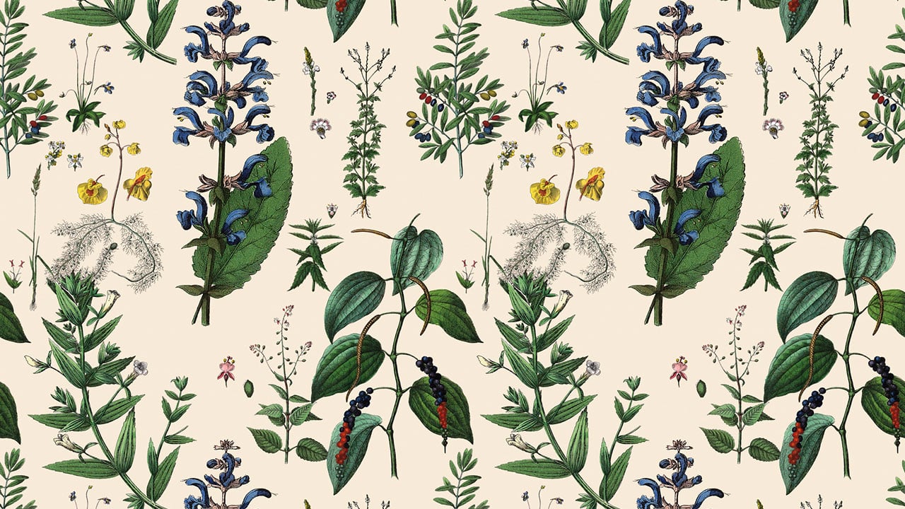 A New Plant on the Dental Block - Dimensions of Dental Hygiene